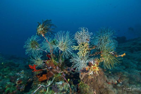 Vanuatu Diving | Shipwrecks and Coral Reef Diving Adventures
